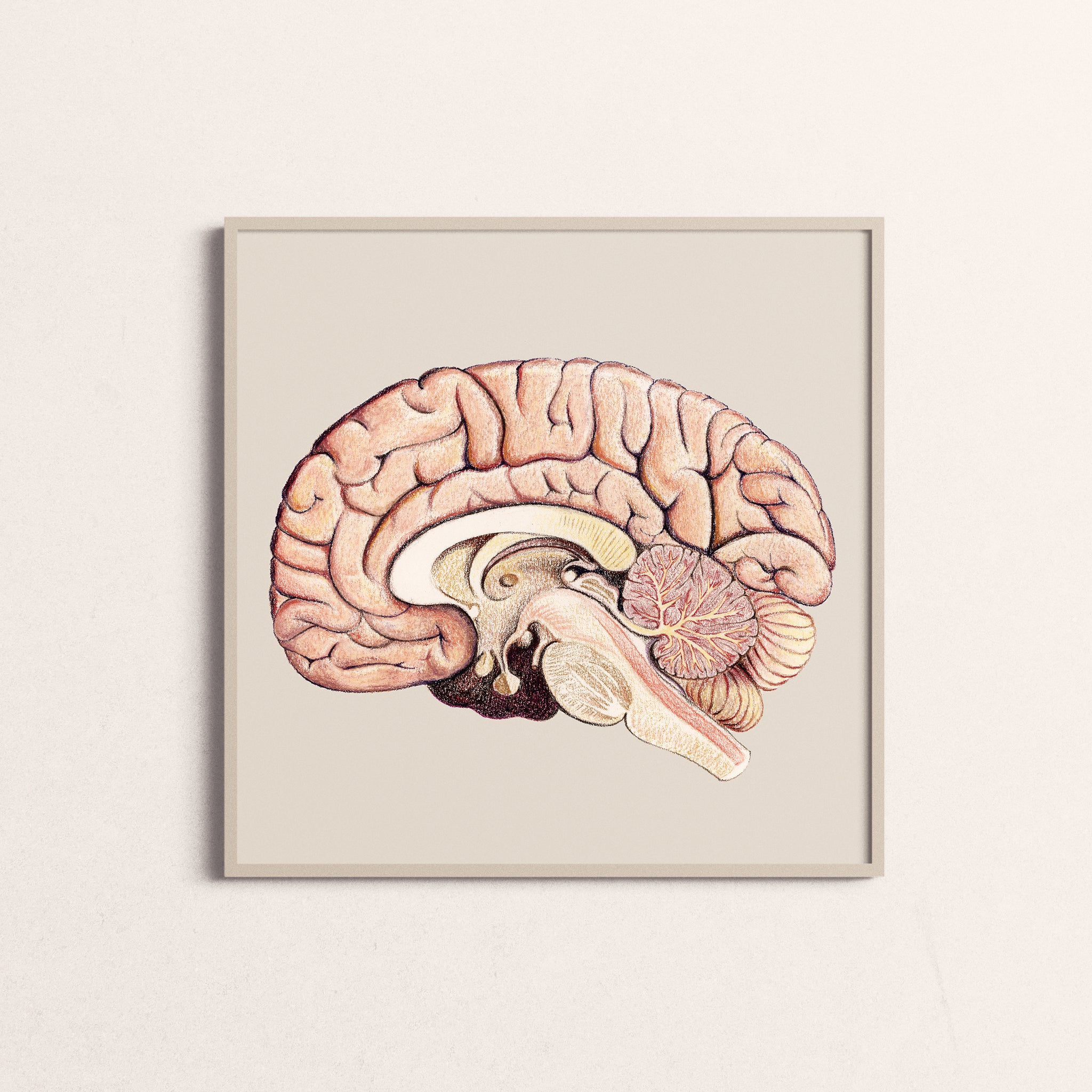 Brain Anatomy Cross Section Brain, Cross Section By Science Source