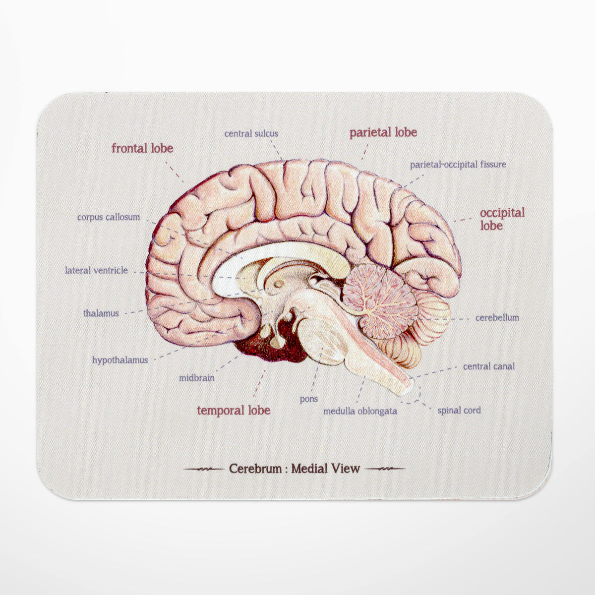 Brain Anatomy Mouse Pad – EMMACHENG
