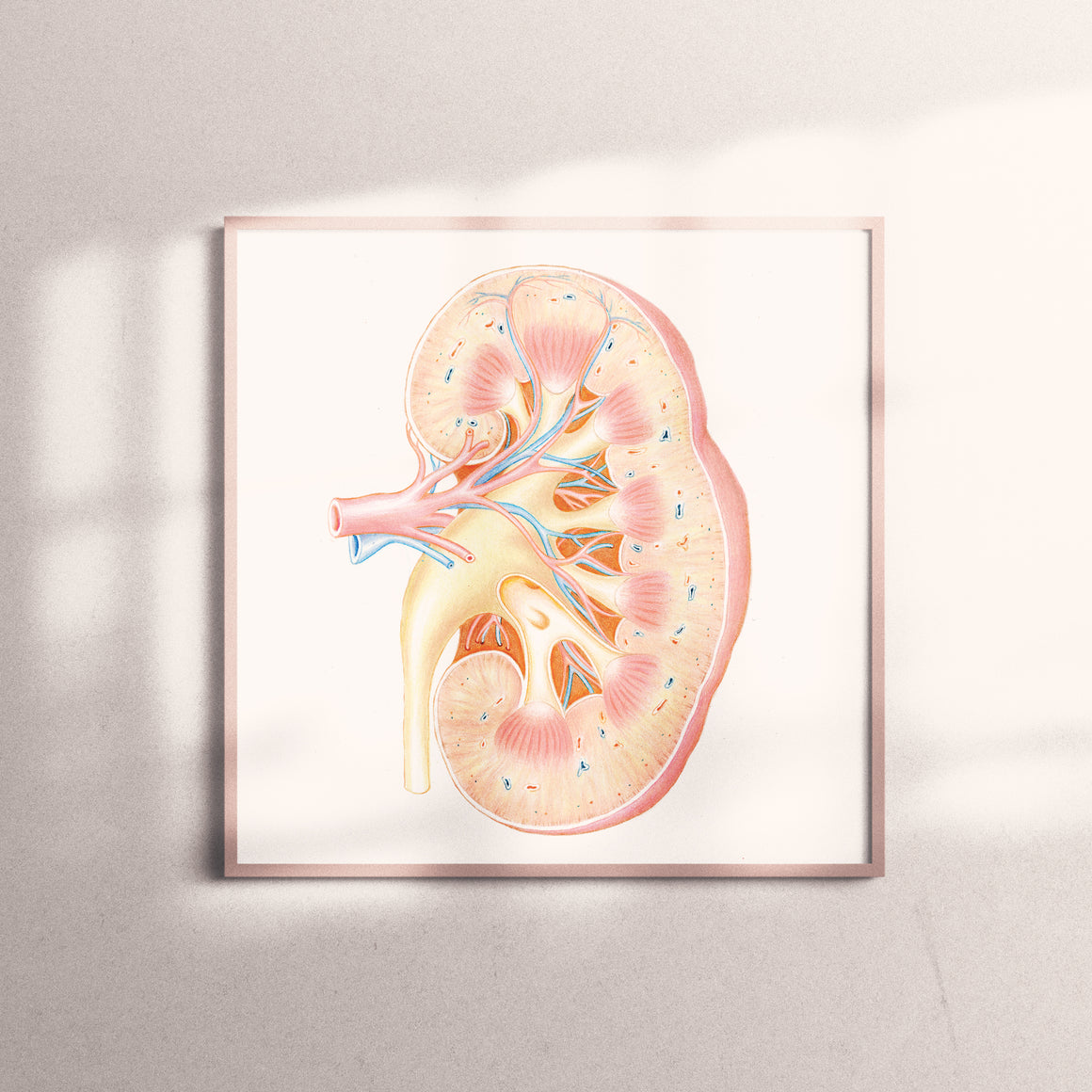 Art Print-Kidney – EMMACHENG